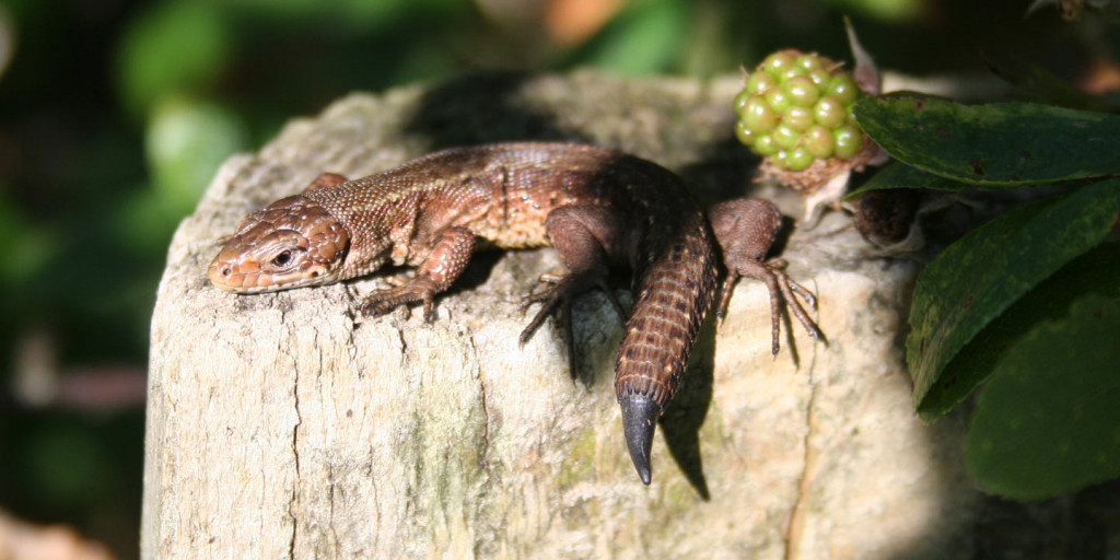 Welsh Wildlife | Welsh Nature | Wales Cottages